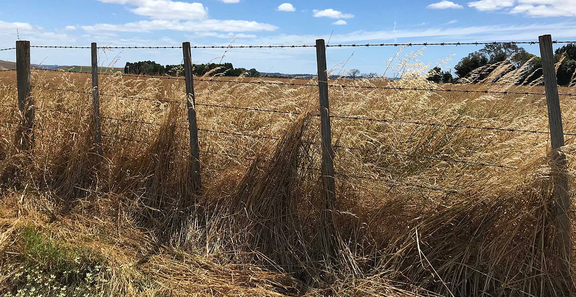 SWASA | Sheep and Wool Academy for Southern Africa